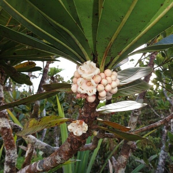 Pycnandra Blaffartii Plant Care & How to Grow, Water