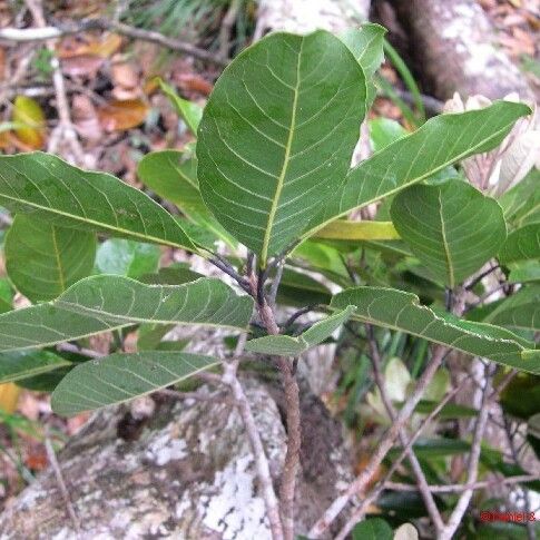 Pycnandra Bourailensis Plant Care & How to Grow, Water