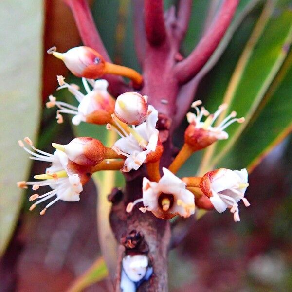 Pycnandra Carinocostata Plant Care & How to Grow, Water