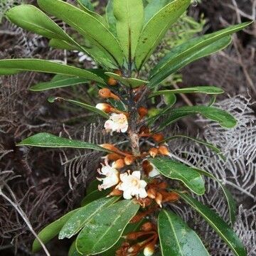 Pycnandra Comptonii Care Guide: Water, Soil & Propagation - Plantiary