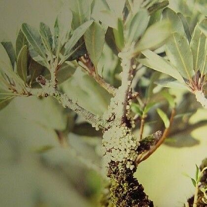 Pycnandra Cylindricarpa Plant Care & How to Grow, Water