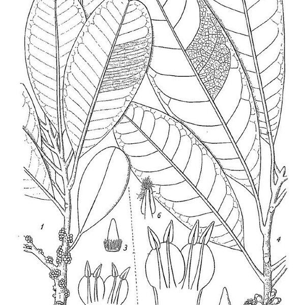 Pycnandra Decandra Care Guide: Water, Soil & Propagation - Plantiary