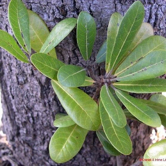 Pycnandra Francii Care Guide: Water, Soil & Propagation - Plantiary