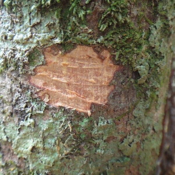 Pycnandra Glaberrima Plant Care & How to Grow, Water