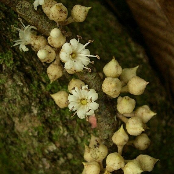 Pycnandra Gordoniifolia Plant Care & How to Grow, Water