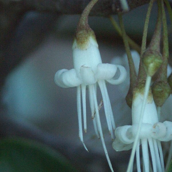 Pycnandra Goroensis Plant Care & How to Grow, Water