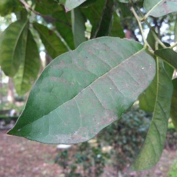 Pycnandra Grandifolia Plant Care & How to Grow, Water