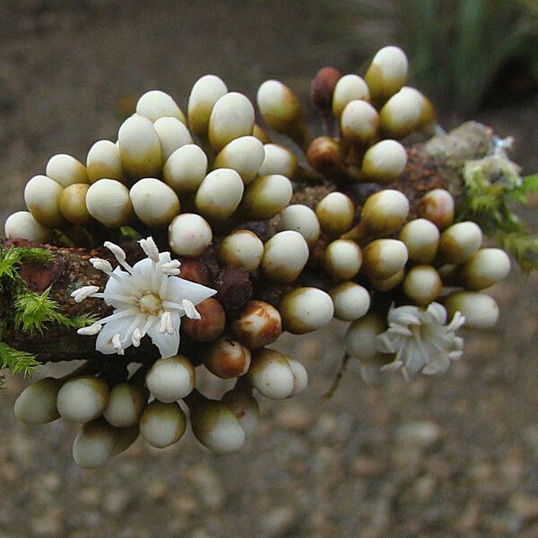 Pycnandra Griseosepala Care Guide: Water, Soil & Propagation - Plantiary