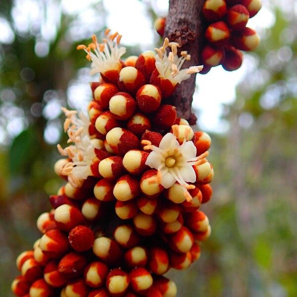 Pycnandra Heteromera Plant Care & How to Grow, Water