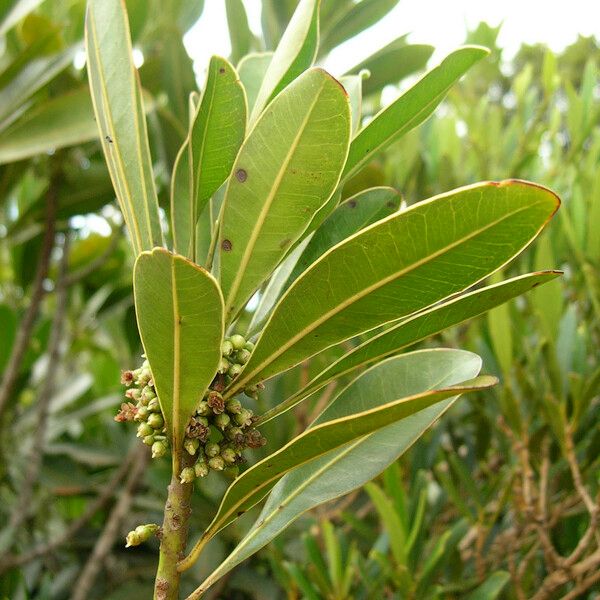 Pycnandra Litseiflora Plant Care & How to Grow, Water