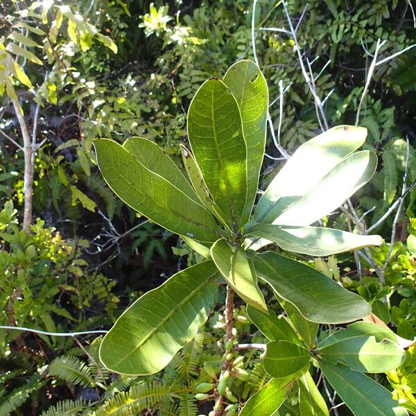 Pycnandra Neocaledonica Plant Care & How to Grow, Water