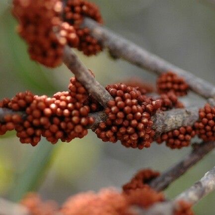 Pycnandra Obscurinerva Plant Care & How to Grow, Water