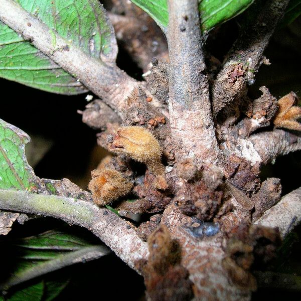 Pycnandra Sessilifolia Plant Care & How to Grow, Water