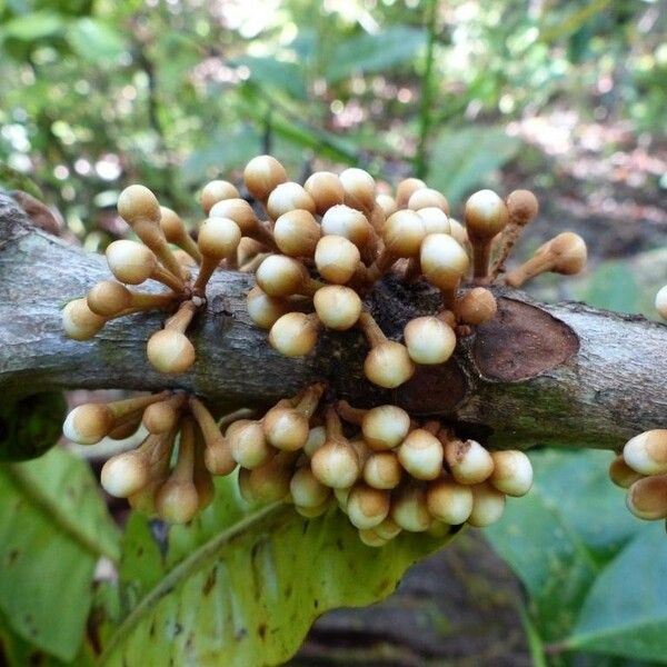Pycnandra Vieillardii Plant Care & How to Grow, Water