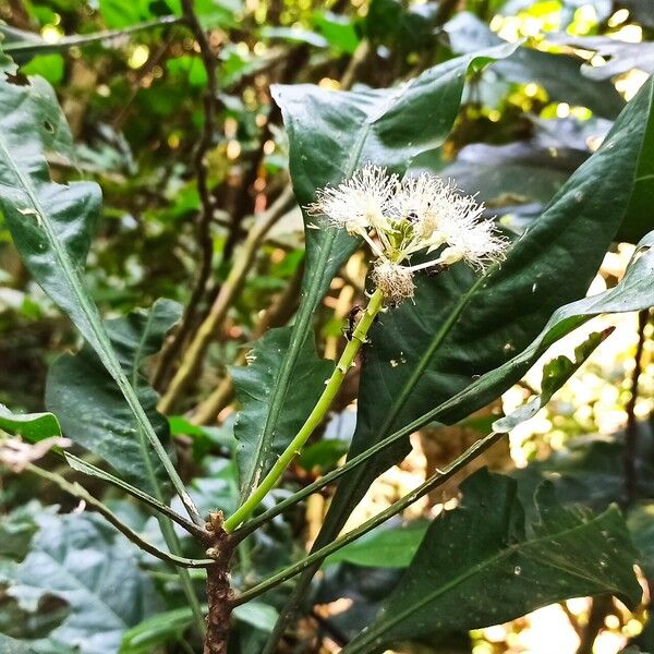 Pycnocoma Chevalieri Plant Care & How to Grow, Water