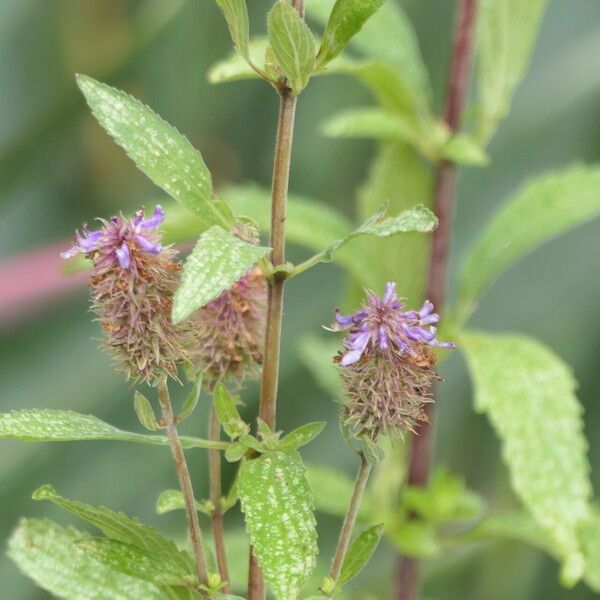 Pycnostachys Reticulata Plant Care & How to Grow, Water