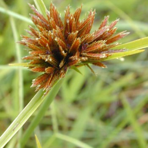 Bunchy Flat-Sedge (Pycreus Polystachyos) Care Guide: Water, Soil ...