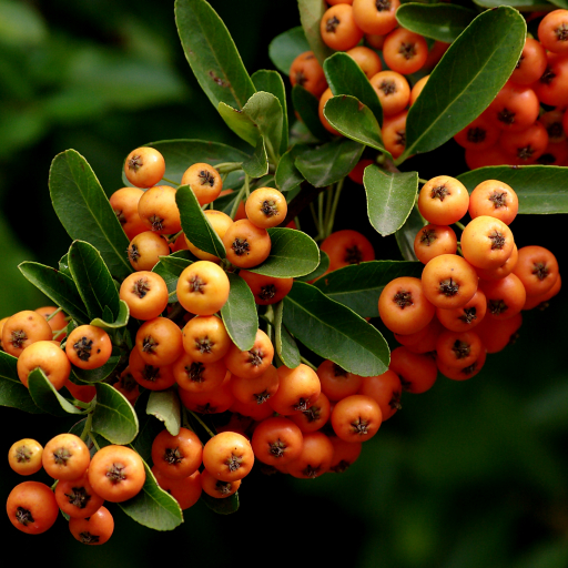 Narrow-Leaf Firethorn (Pyracantha Angustifolia) Plant Care & How to ...