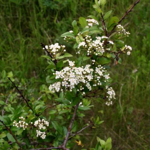 Scarlet Firethorn (Pyracantha Coccinea) Plant Care & How to Grow, Water
