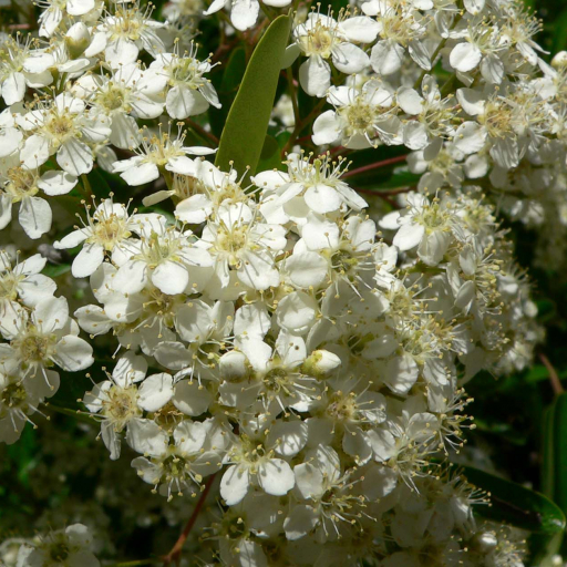 Formosa Firethorn (Pyracantha Koidzumii) Plant Care & How to Grow, Water