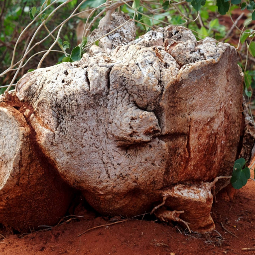 Monkey Chair (Pyrenacantha Malvifolia) Care Guide: Water, Soil ...
