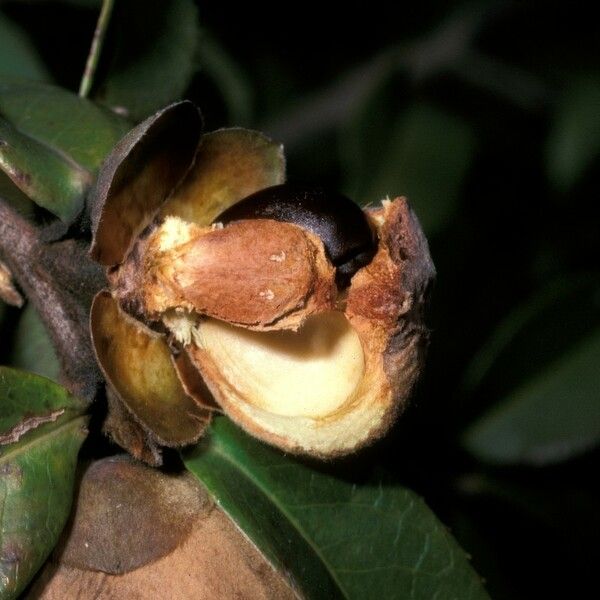 Pyrenaria Spectabilis Plant Care & How to Grow, Water