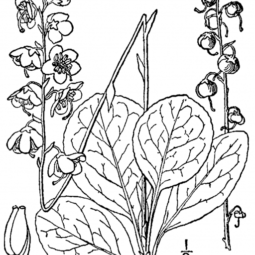 American Wintergreen (Pyrola Americana) Plant Care & How to Grow, Water