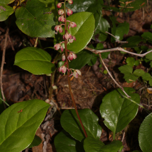 Pink Wintergreen (Pyrola Asarifolia) Plant Care & How to Grow, Water
