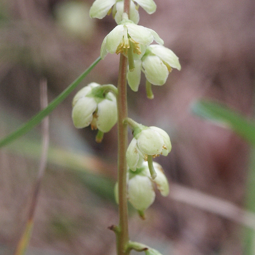 Green-Flower Wintergreen (Pyrola Chlorantha) Plant Care & How to Grow ...
