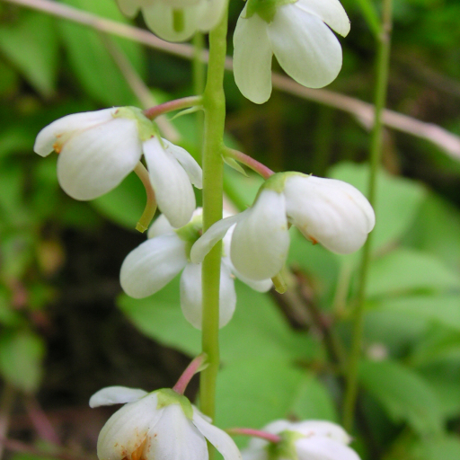 Waxflower Shinleaf (Pyrola Elliptica) Plant Care & How to Grow, Water