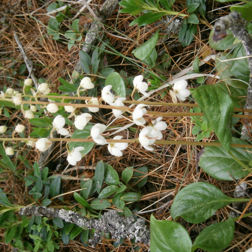 Intermediate Wintergreen (Pyrola Media) Plant Care & How to Grow, Water