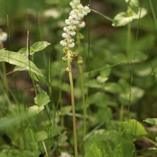 Snowline Wintergreen (Pyrola Minor) Plant Care & How to Grow, Water