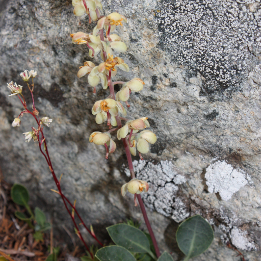 White-Vein Wintergreen (Pyrola Picta) Plant Care & How to Grow, Water