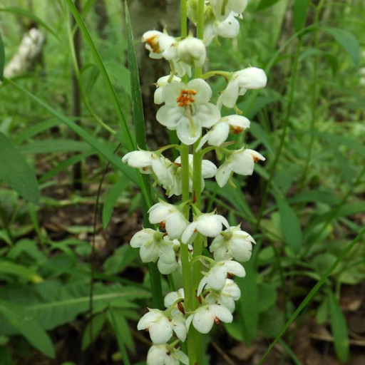 Large Wintergreen (Pyrola Rotundifolia) Plant Care & How to Grow, Water