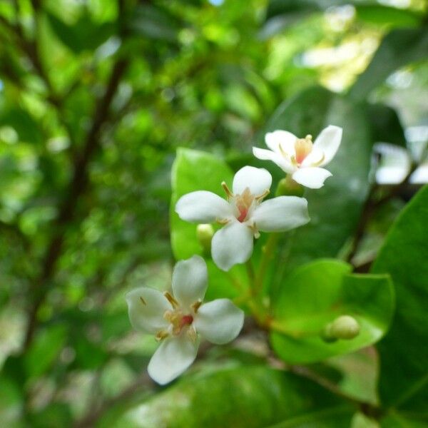 Pyrostria Commersonii Care Guide: Water, Soil & Propagation - Plantiary