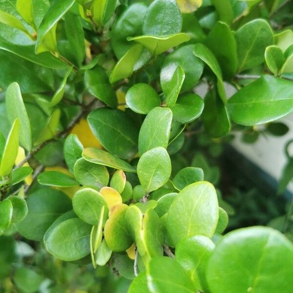 Firethorn (Pyrostria Phyllanthoidea) Plant Care & How to Grow, Water