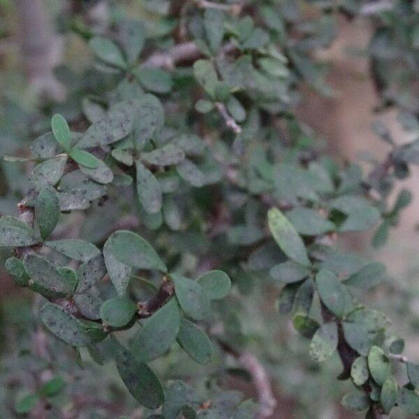 Pyrostria Serpentina Plant Care & How to Grow, Water