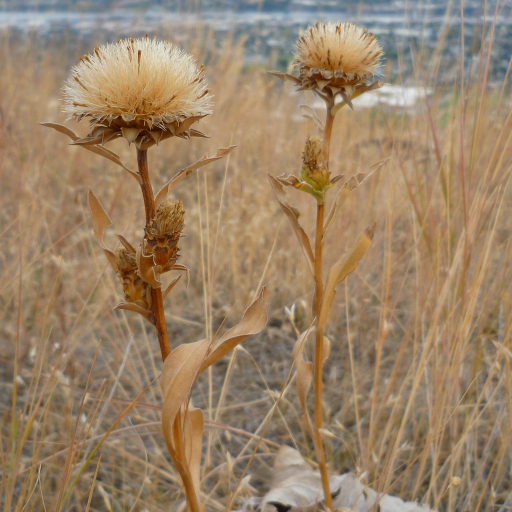 Large-Flower Goldenweed (Pyrrocoma Carthamoides) Plant Care & How to ...