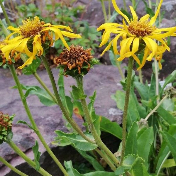 Curly-Head Goldenweed (Pyrrocoma Crocea) Plant Care & How to Grow, Water