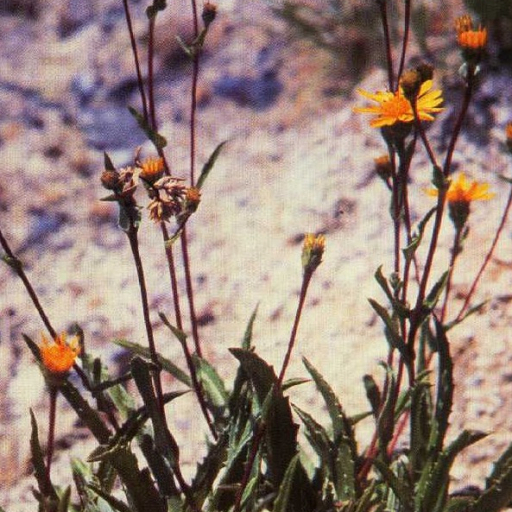Lance-Leaved Goldenweed (Pyrrocoma Lanceolata) Plant Care & How to Grow ...