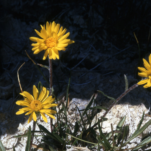ain Goldenweed (Pyrrocoma Uniflora) Care Guide: Water, Soil ...