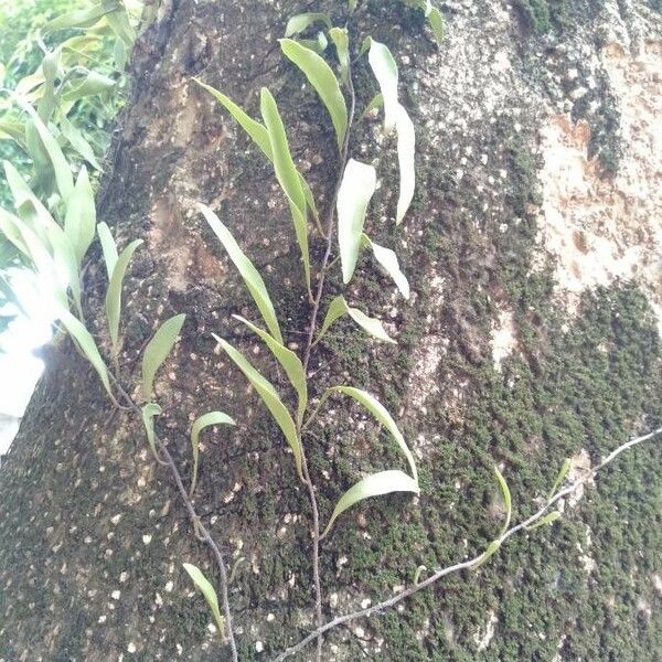 Pyrrosia Adnascens Plant Care & How to Grow, Water