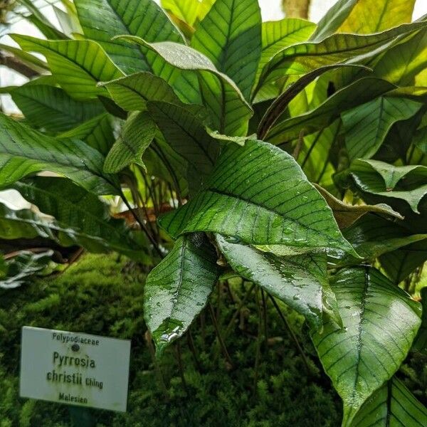 Pyrrosia Christii Plant Care & How to Grow, Water