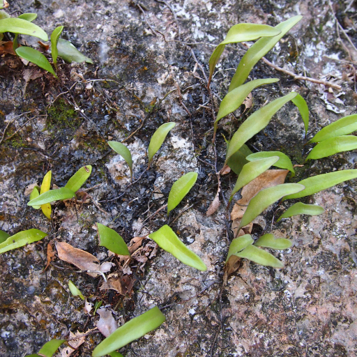 Pyrrosia Confluens Plant Care & How to Grow, Water