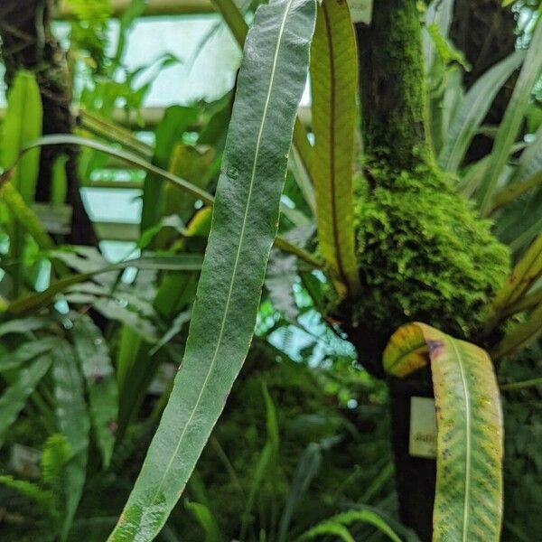 Pyrrosia Distichocarpa Care Guide: Water, Soil & Propagation - Plantiary