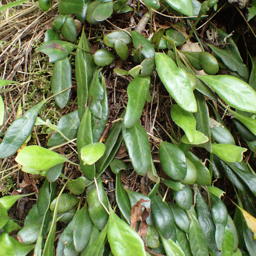 Leather-Leaf Fern (Pyrrosia Eleagnifolia) Plant Care & How to Grow, Water