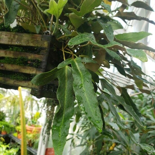 Felt Fern (Pyrrosia Hastata) Plant Care & How to Grow, Water