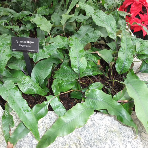 Felt Fern (Pyrrosia Lingua) Plant Care & How to Grow, Water