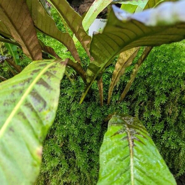 Pyrrosia Porosa Care Guide: Water, Soil & Propagation - Plantiary