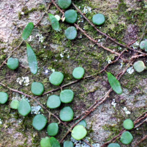 Rock Felt Fern (Pyrrosia Rupestris) Plant Care & How to Grow, Water